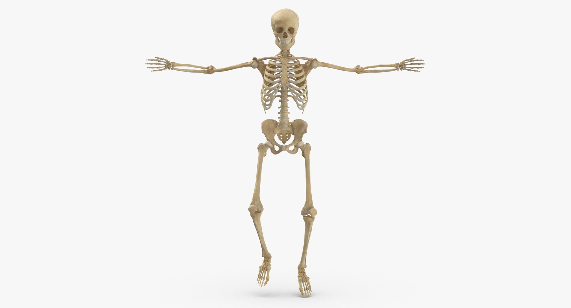 Human Female Skeleton Jumping Poses Collection 01 - 10 models3Dモデル ...