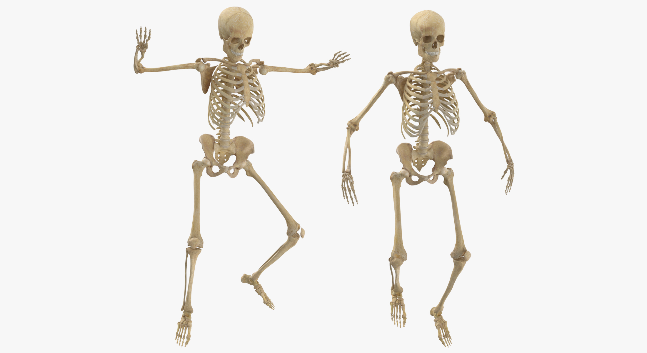 Human Female Skeleton Jumping Poses Collection 01 - 10 models3Dモデル ...