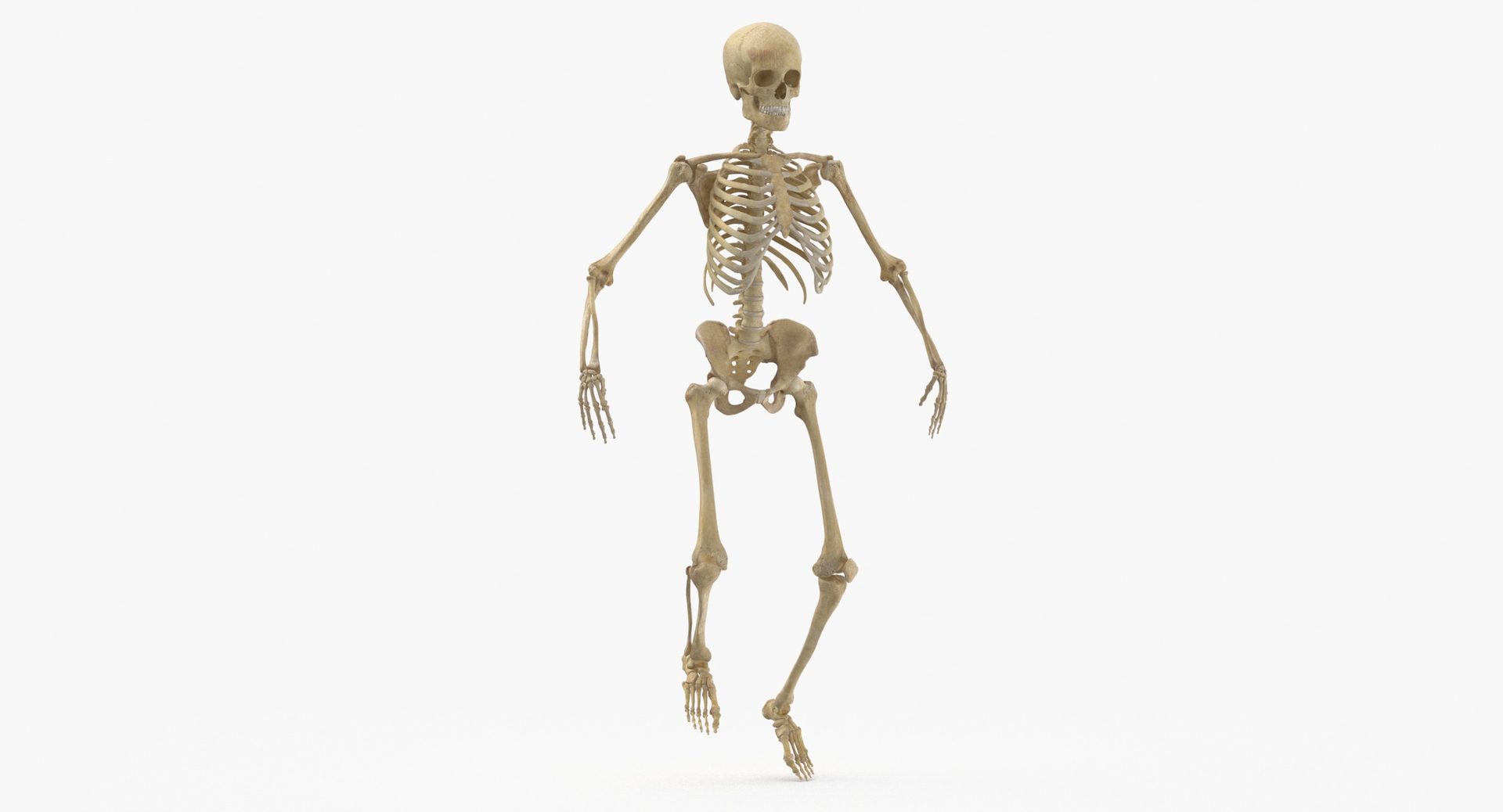 Human Female Skeleton Jumping Poses Collection 01 - 10 models 3D 모델 ...