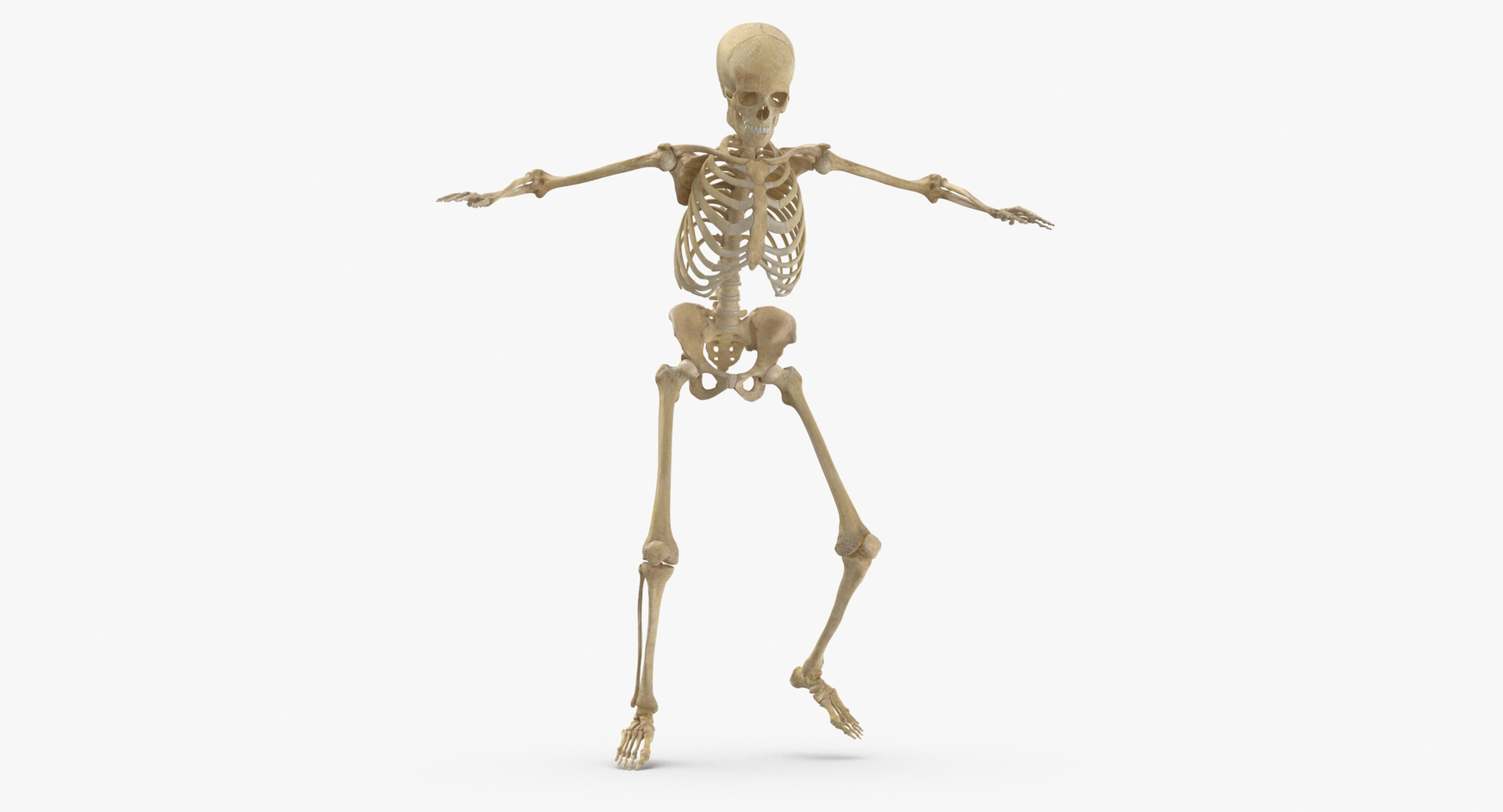 Human Female Skeleton Jumping Poses Collection 01 - 10 models3Dモデル ...