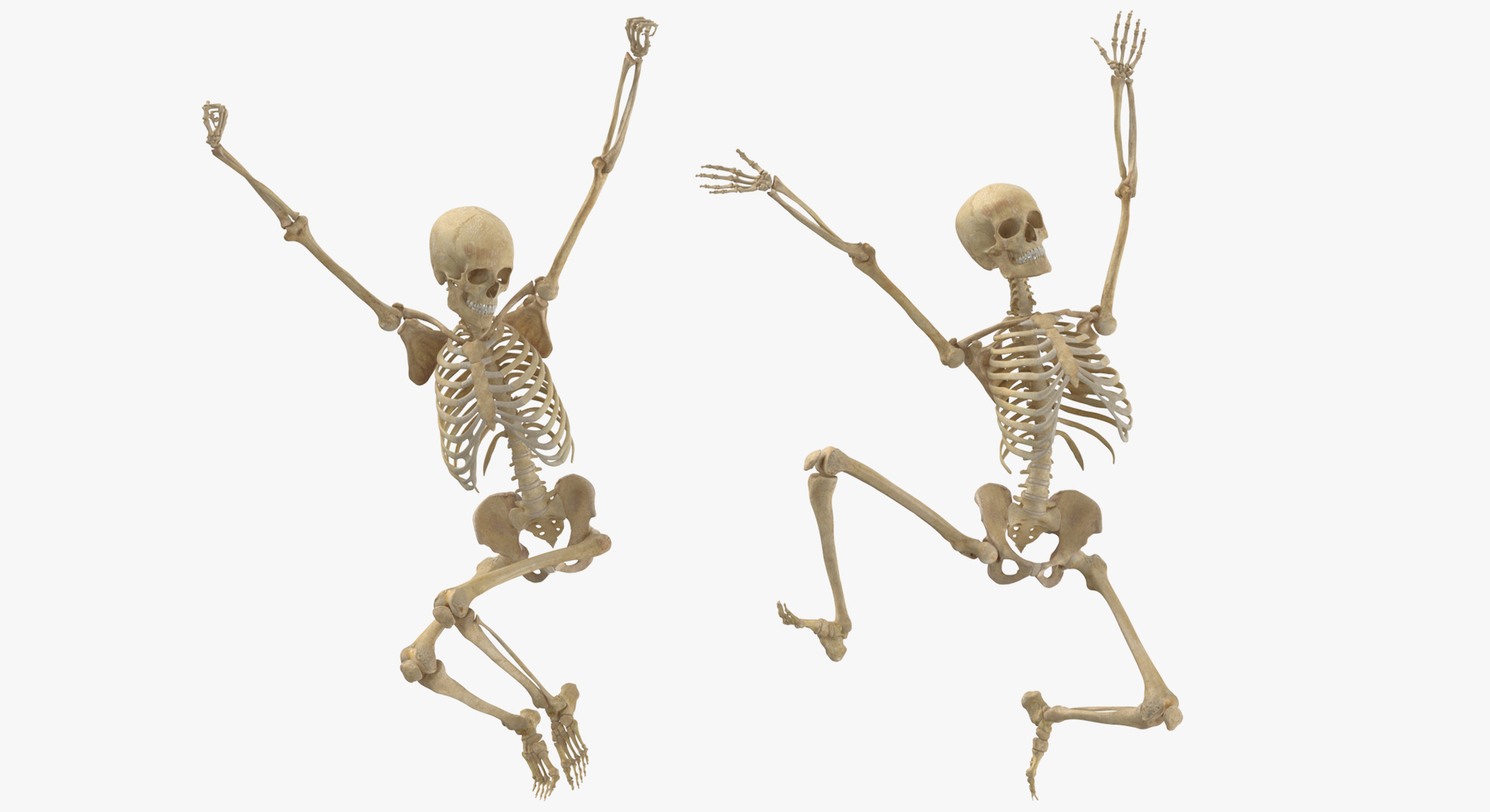Human Female Skeleton Jumping Poses Collection 01 - 10 models3Dモデル ...