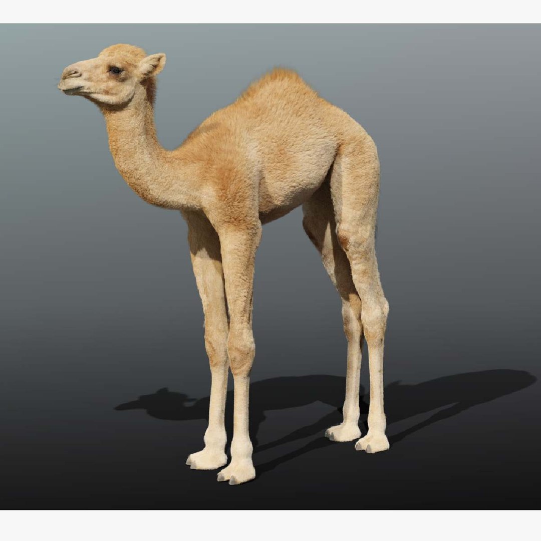 3D model camel fur baby - TurboSquid 1599161
