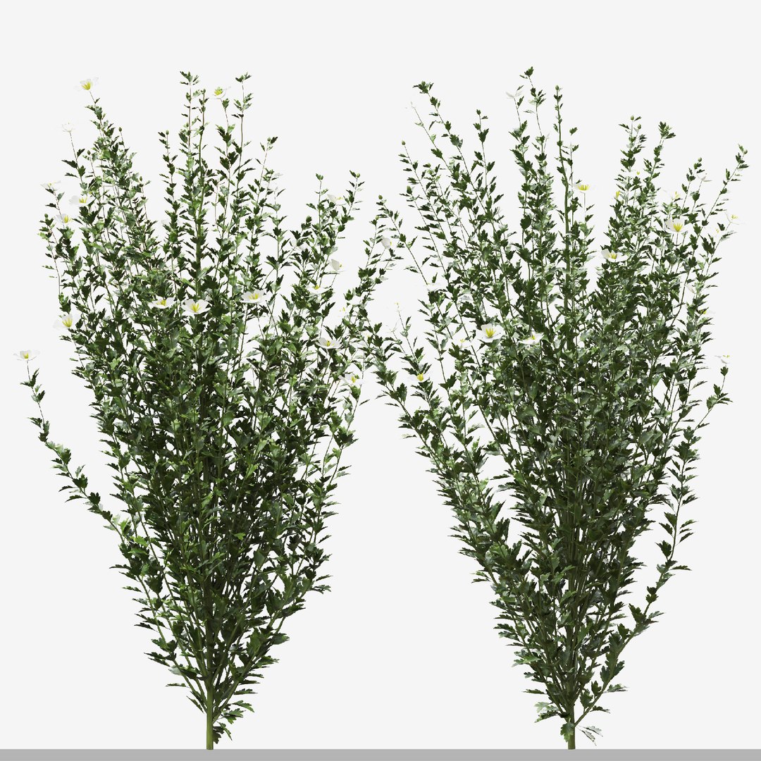 3D Set Of Romneya Coulter Or Californian Tree Poppy - 4 Plants Model ...