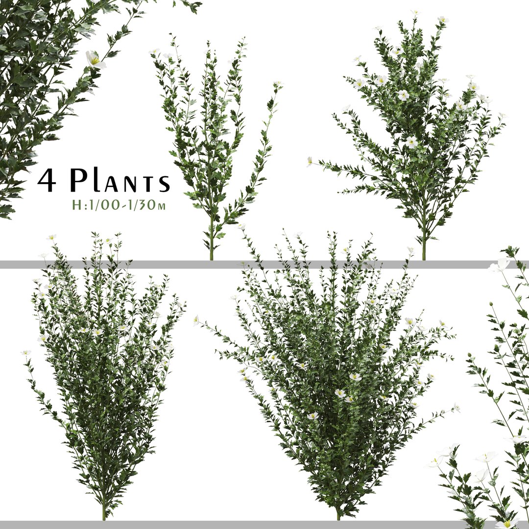 3D Set Of Romneya Coulter Or Californian Tree Poppy - 4 Plants Model ...