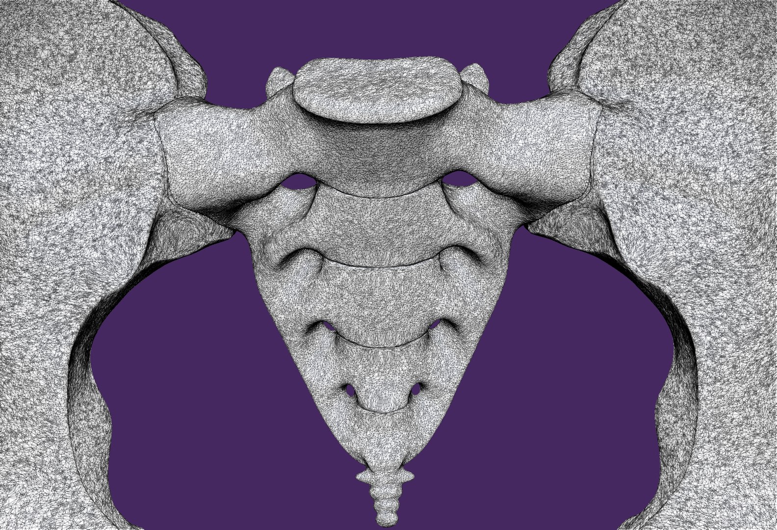 Human Pelvis Printable 3D Model - TurboSquid 1873261