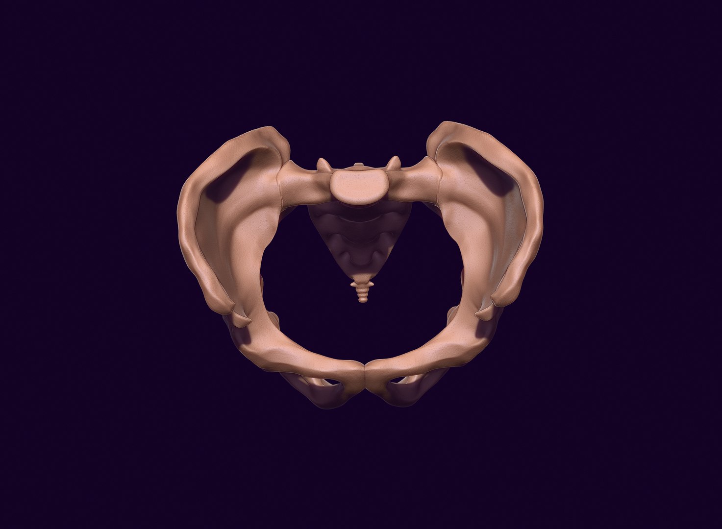Human Pelvis Printable 3D Model - TurboSquid 1873261