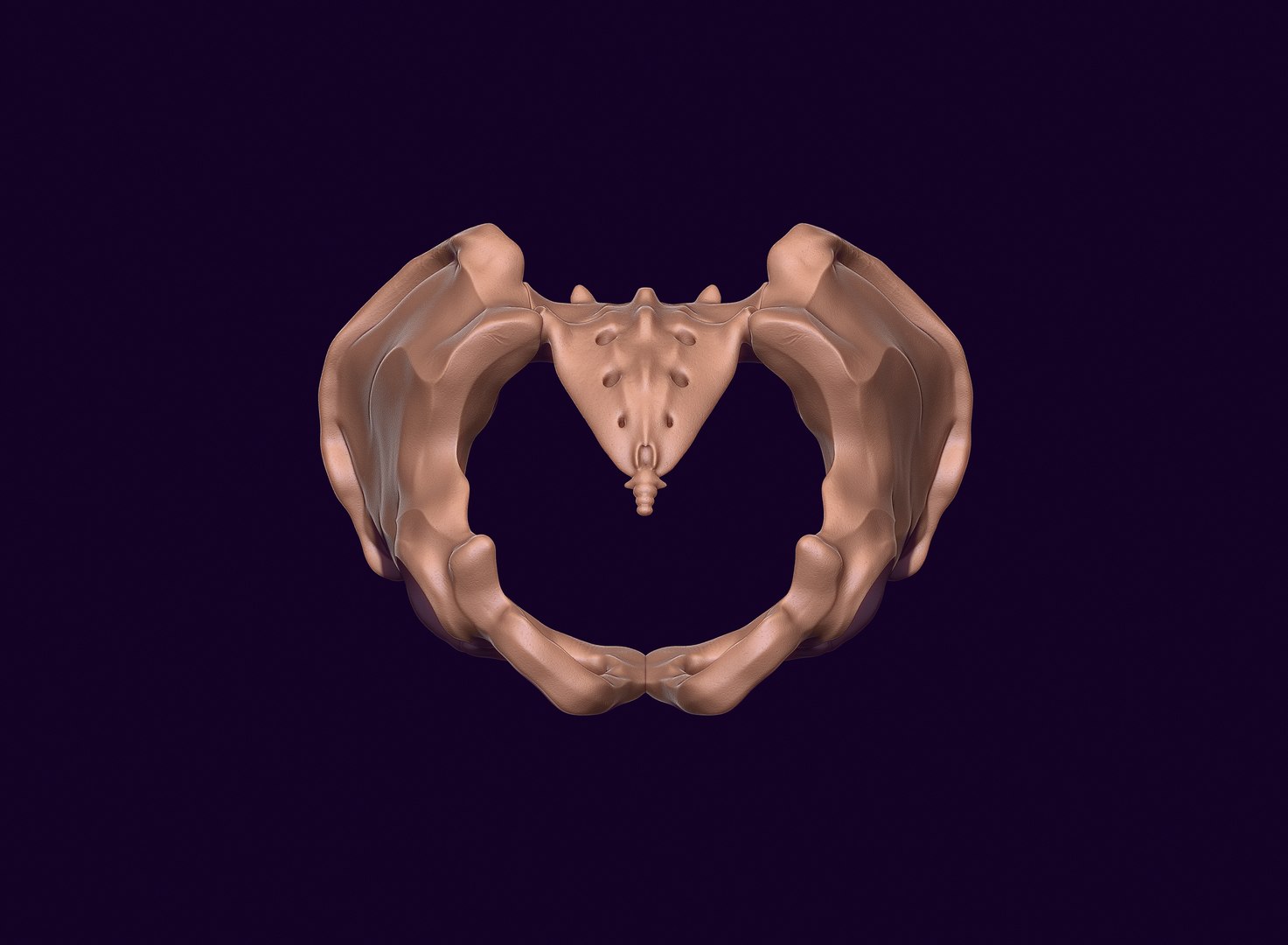 Human Pelvis Printable 3D Model - TurboSquid 1873261