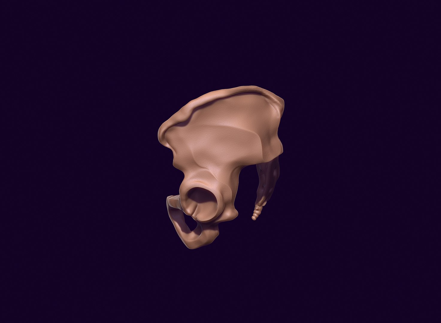 Human Pelvis Printable 3D Model - TurboSquid 1873261
