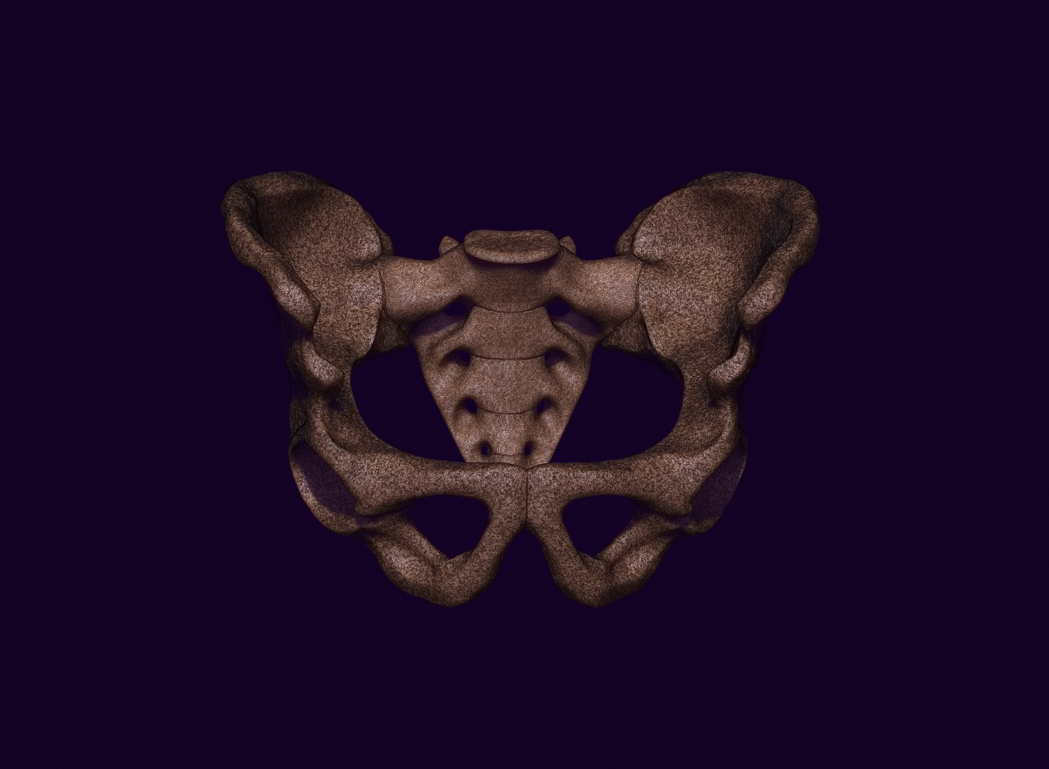 Human Pelvis Printable 3D Model - TurboSquid 1873261