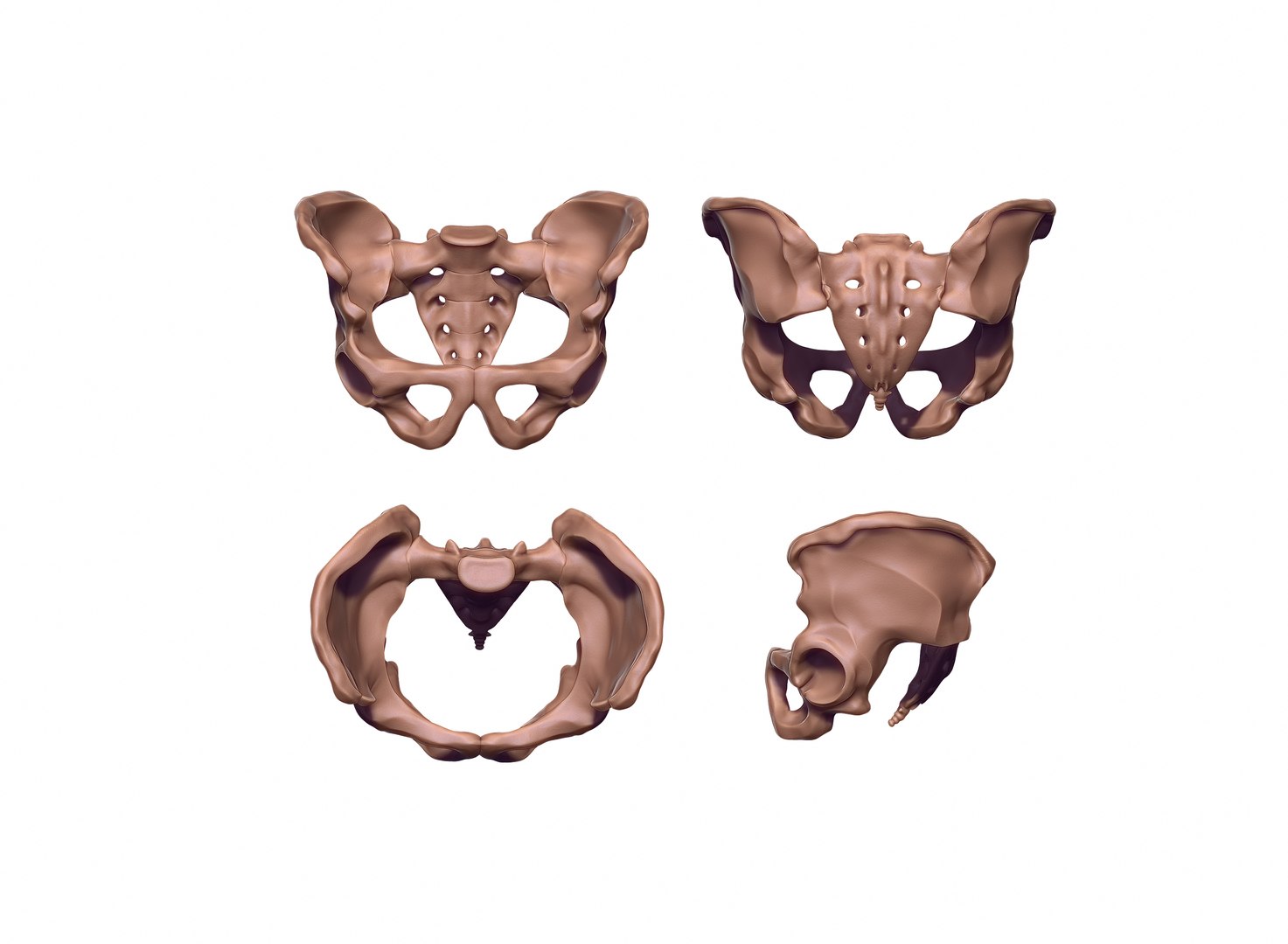Human Pelvis Printable 3D Model - TurboSquid 1873261