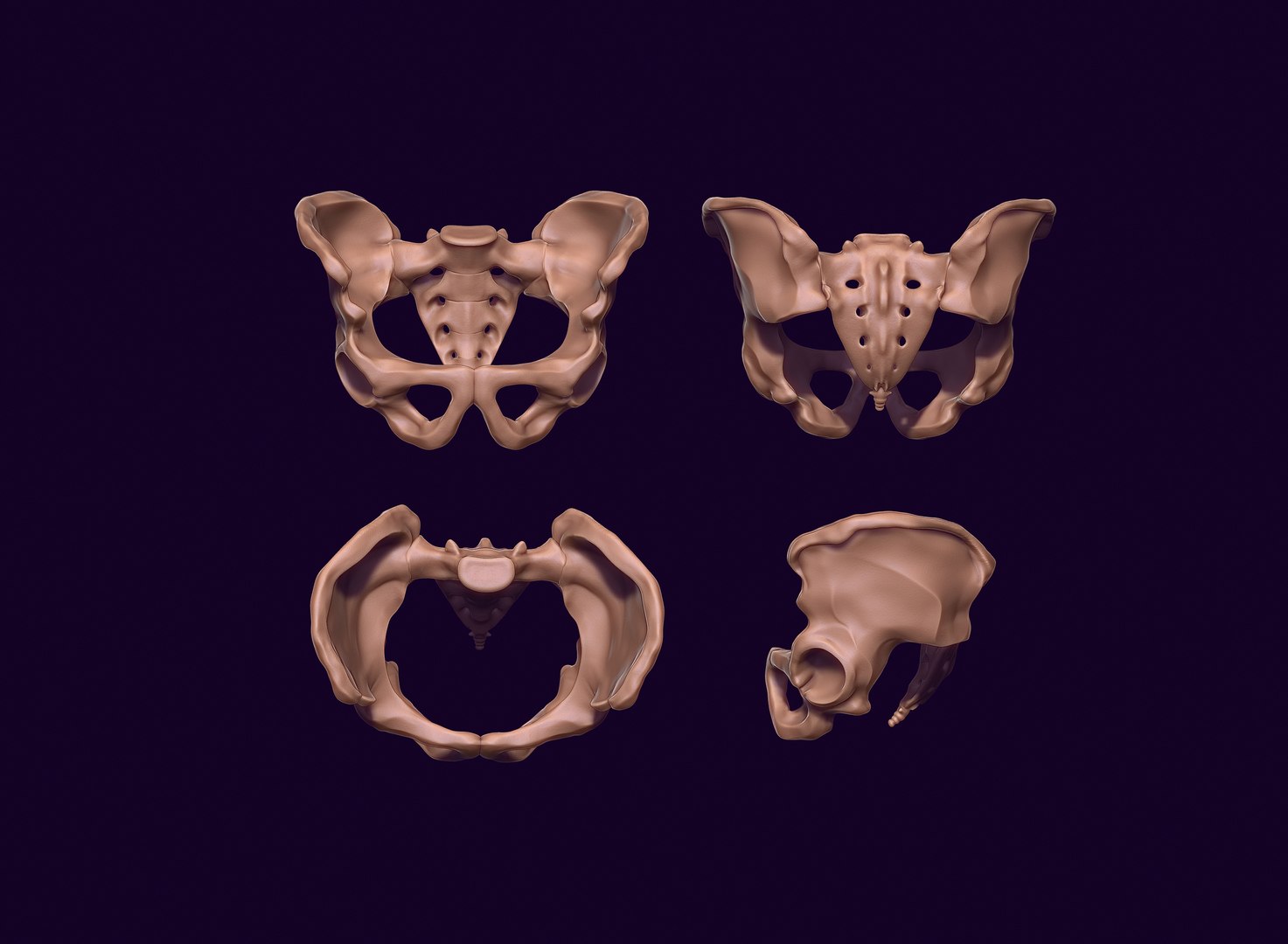 Human Pelvis Printable 3D Model - TurboSquid 1873261