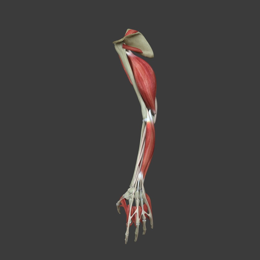 3d Ma Muscle Arm Medical Edition