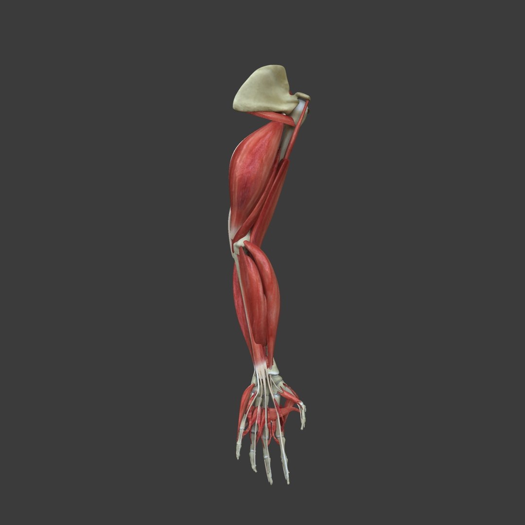 3d ma muscle arm medical edition