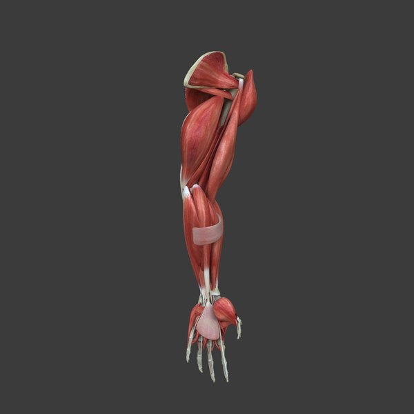 3d ma muscle arm medical edition