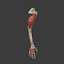 3d Ma Muscle Arm Medical Edition