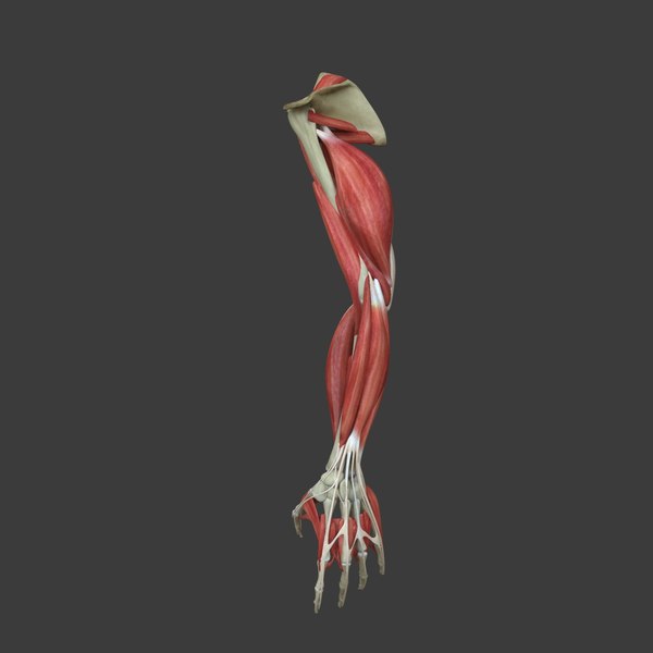 3d ma muscle arm medical edition