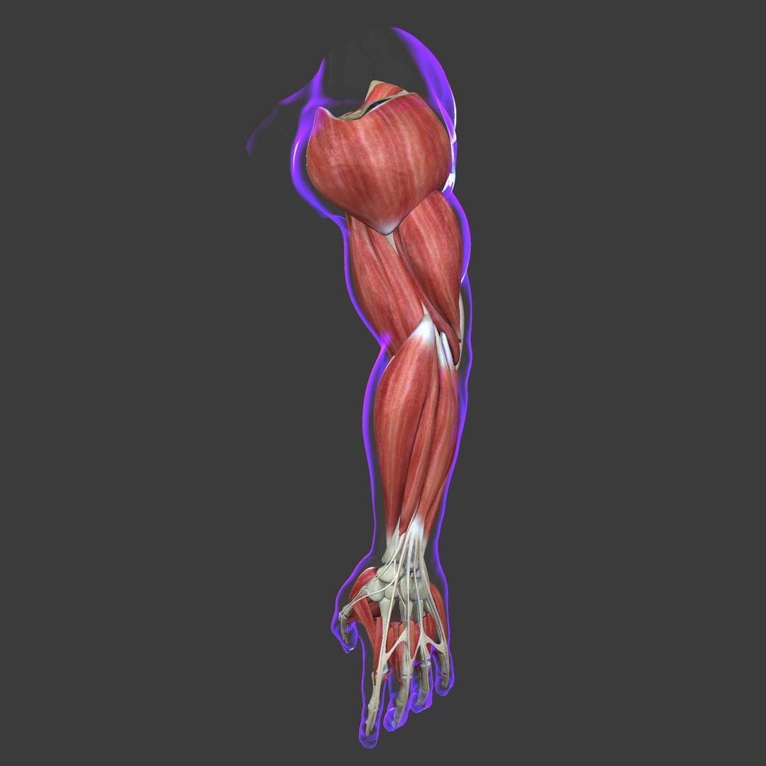 3d Ma Muscle Arm Medical Edition