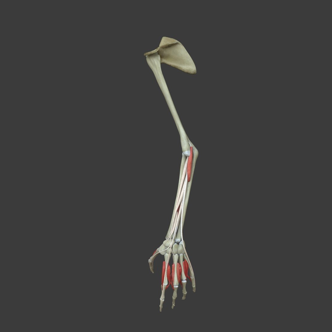 3d Ma Muscle Arm Medical Edition
