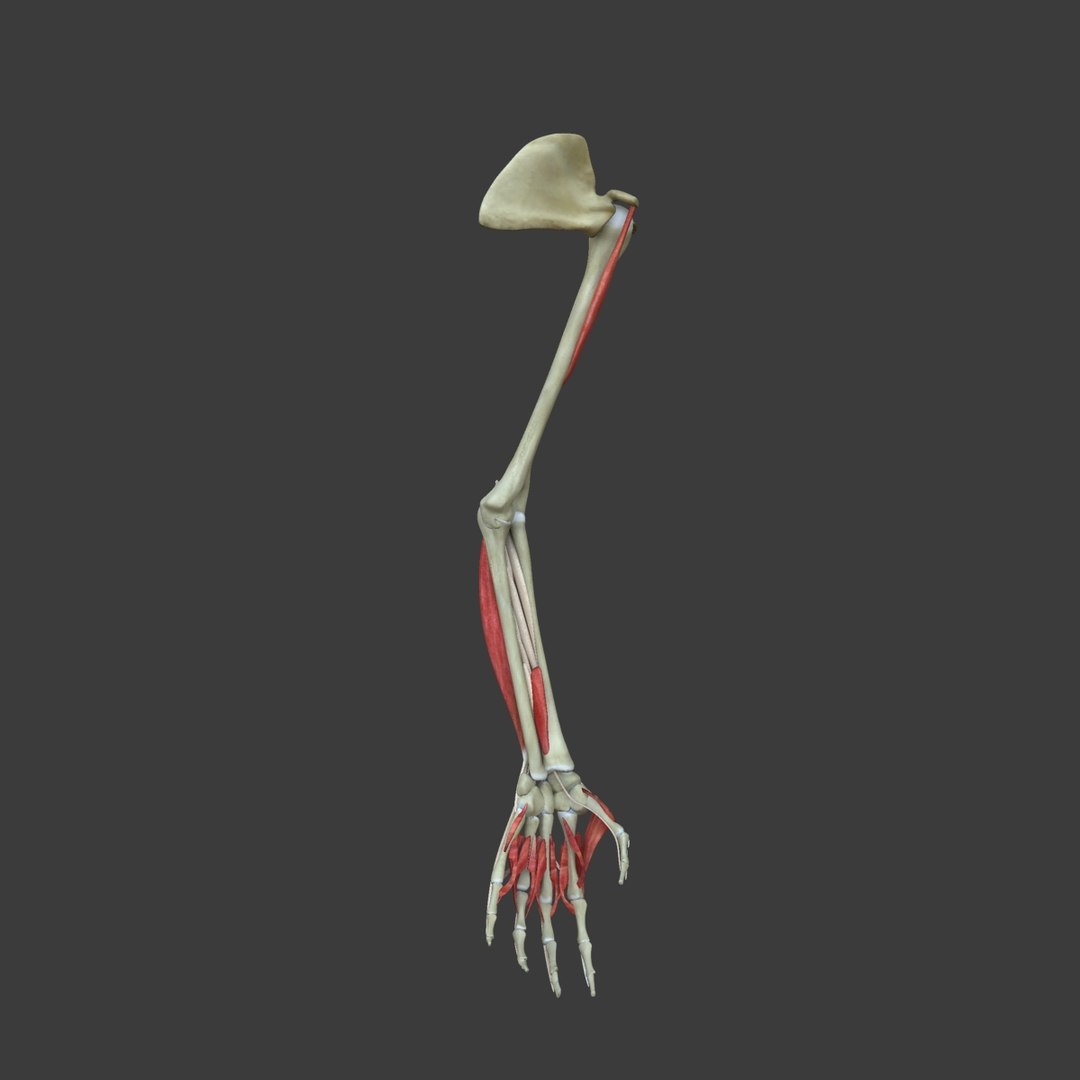 3d ma muscle arm medical edition