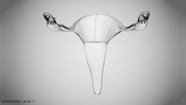 3D Uterus with anatomic cut model - TurboSquid 1847932