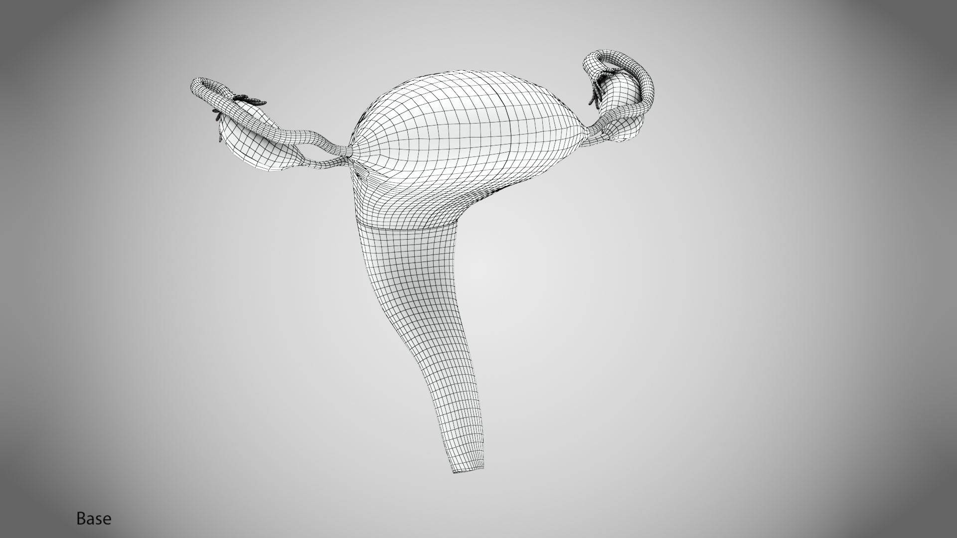 3D Uterus With Anatomic Cut Model - TurboSquid 1847932