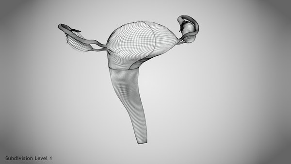 3D Uterus with anatomic cut model - TurboSquid 1847932