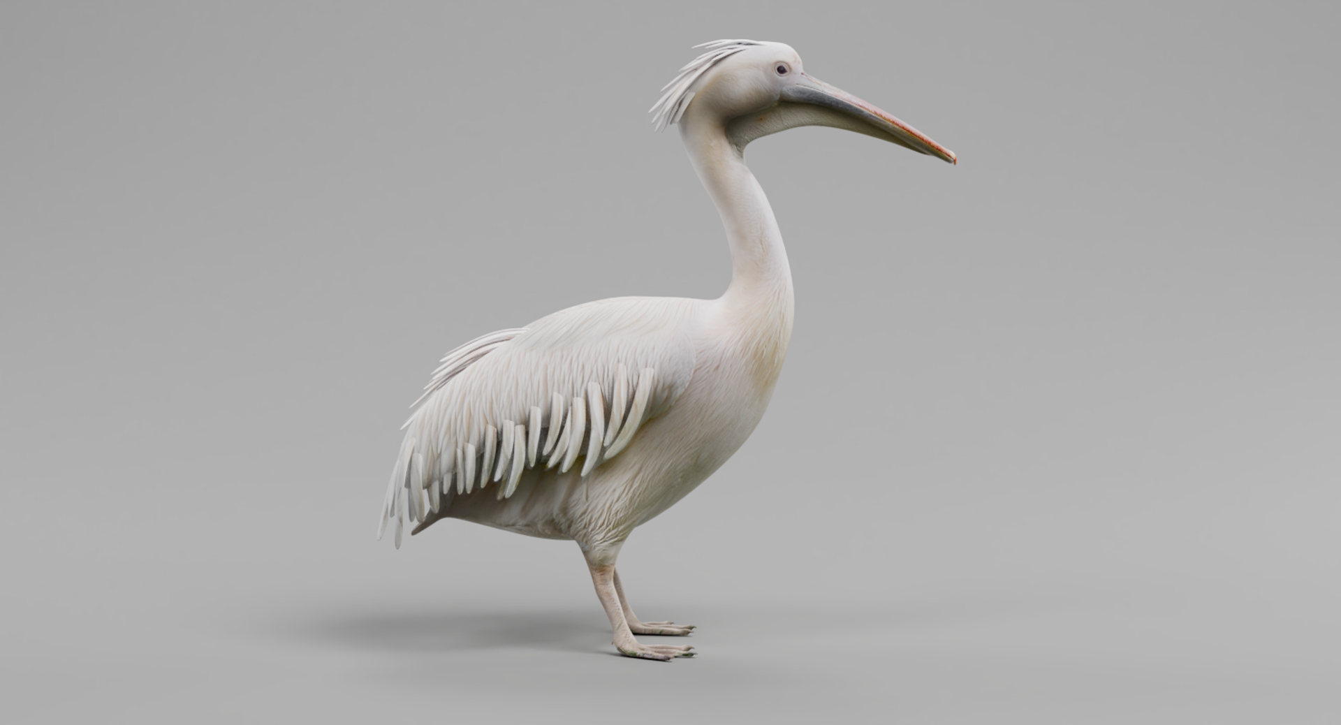 Pelican pelecanus onocrotalus 3D - TurboSquid 1227666