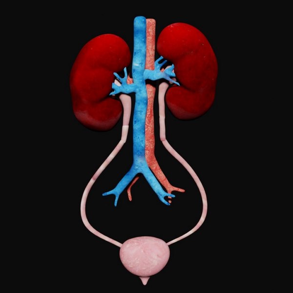 Kidney 3D Models for Download | TurboSquid