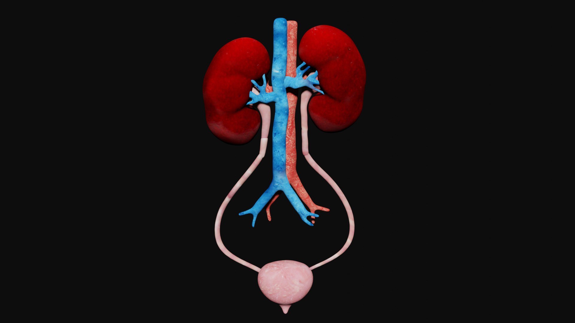 3D Model Kidney And Urinary Bladder - TurboSquid 1750244
