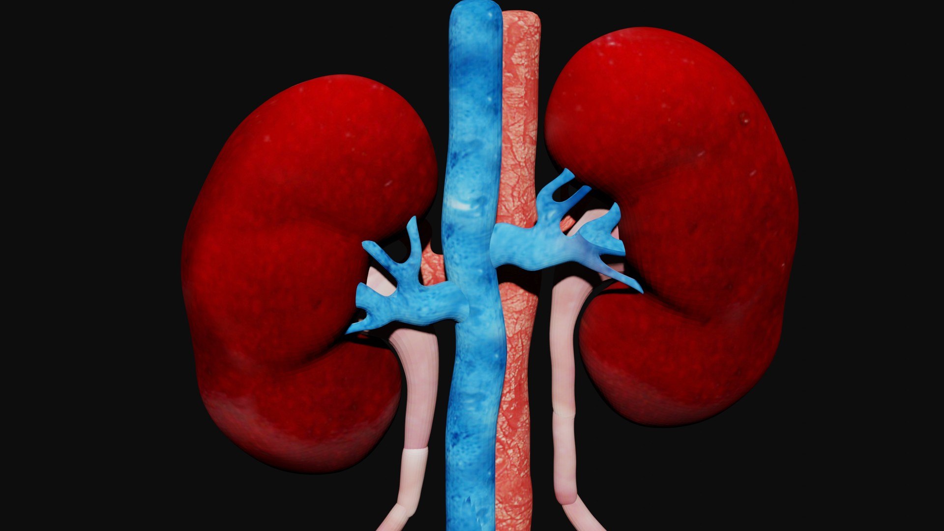 3D Model Kidney And Urinary Bladder - TurboSquid 1750244