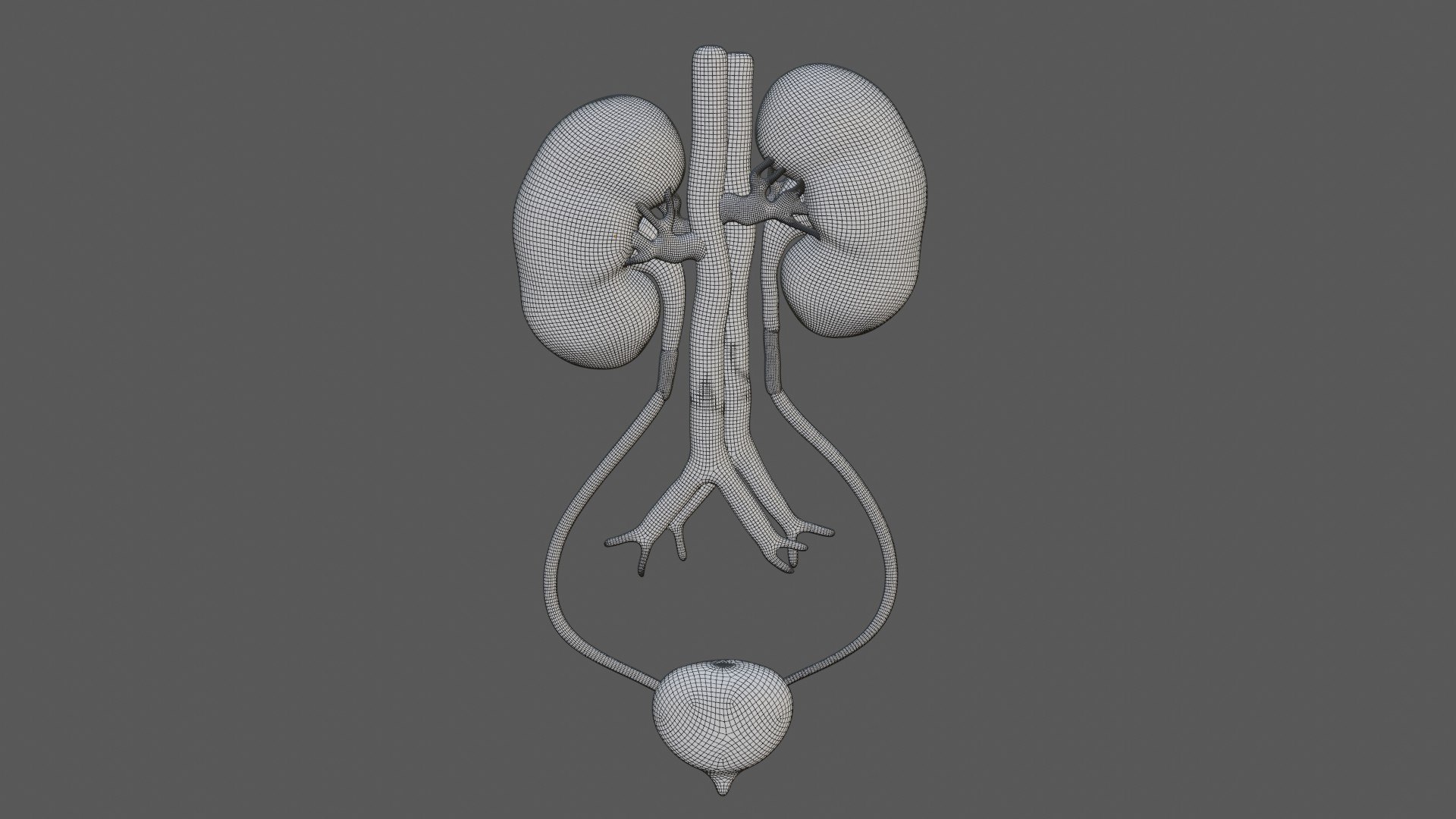 3D Model Kidney And Urinary Bladder - TurboSquid 1750244
