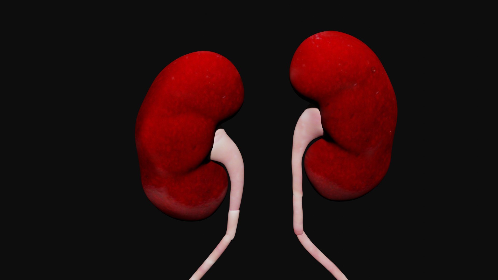 3D Model Kidney And Urinary Bladder - TurboSquid 1750244
