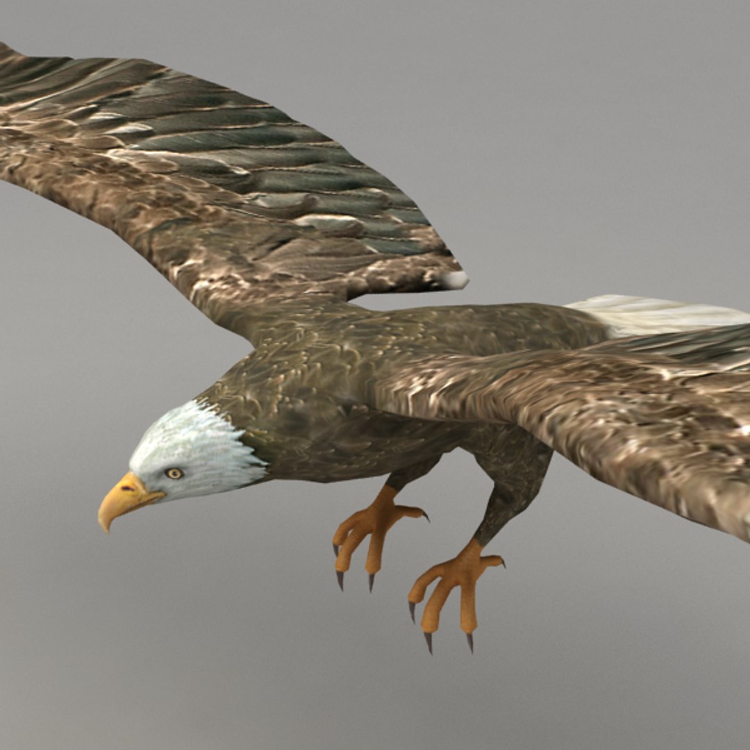 3d Rigged Flying Eagle