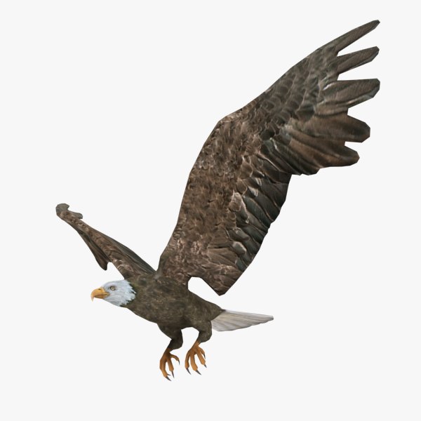 rigged flying eagle animation 3d model