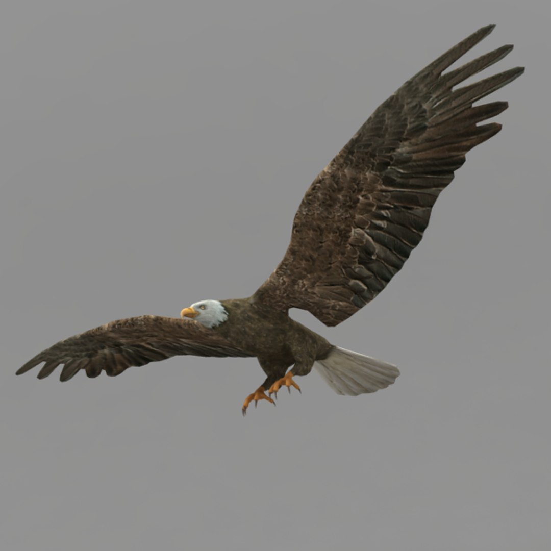 3d Rigged Flying Eagle