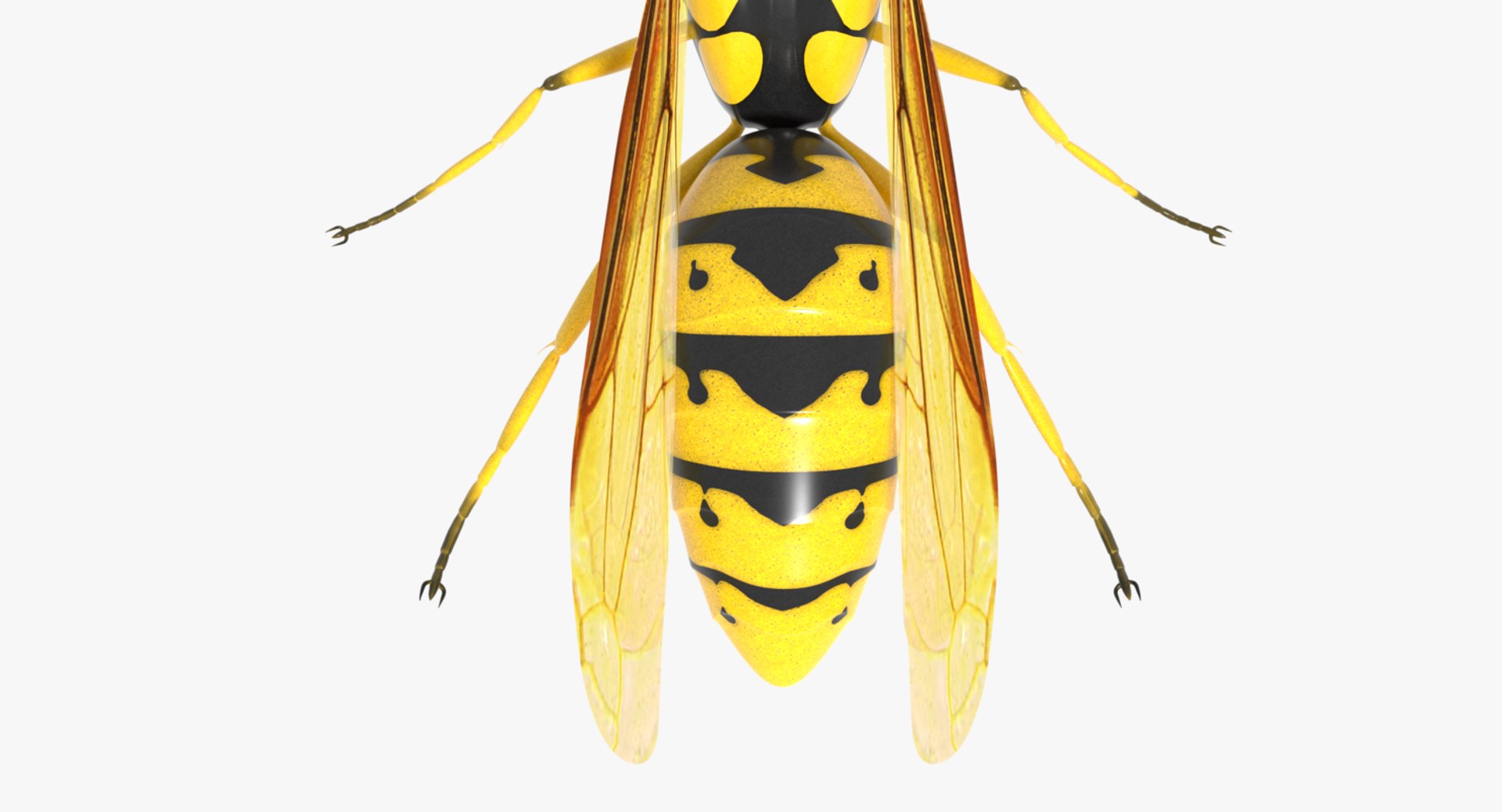 3D Wasp - TurboSquid 1423103
