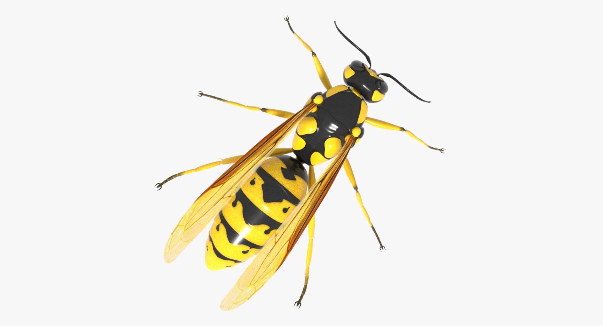 3D Wasp - TurboSquid 1423103