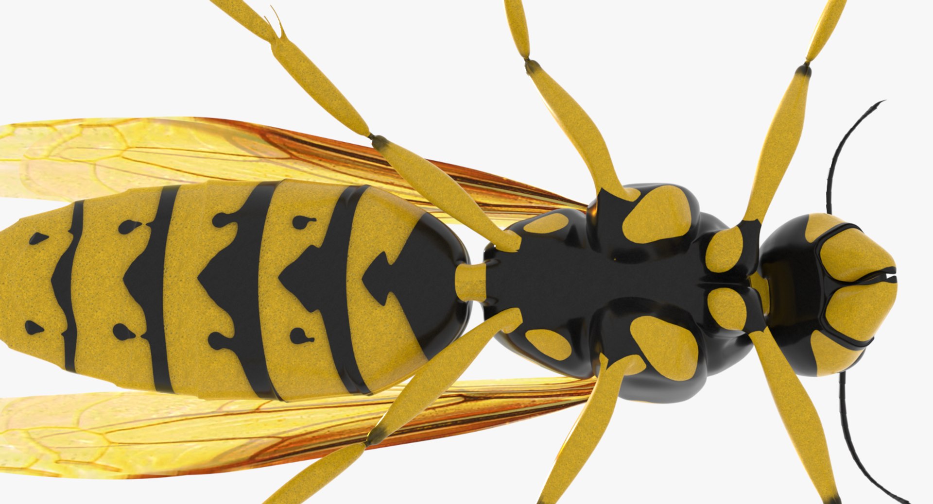 3D wasp - TurboSquid 1423103