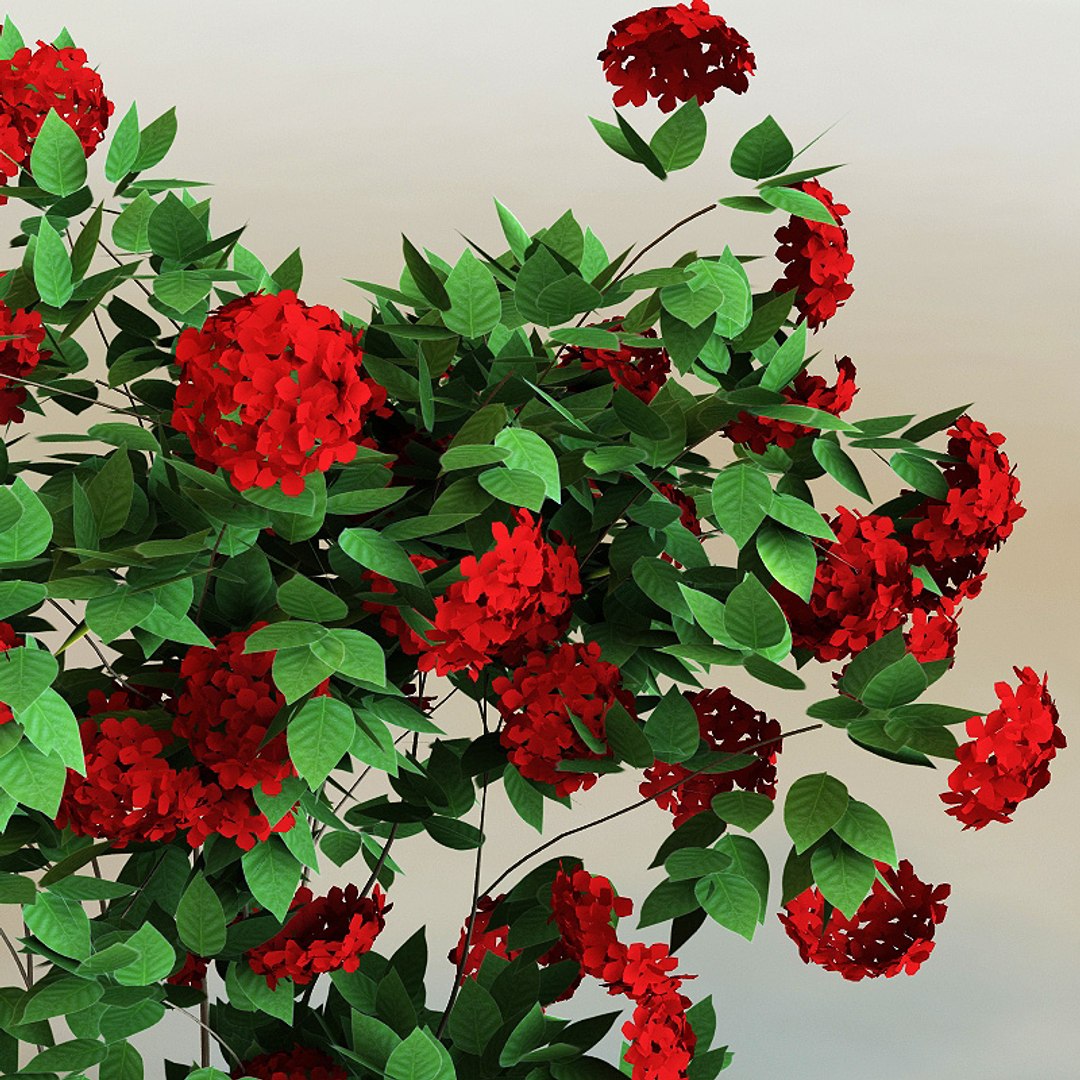 3d model ixora 'petite' modelled