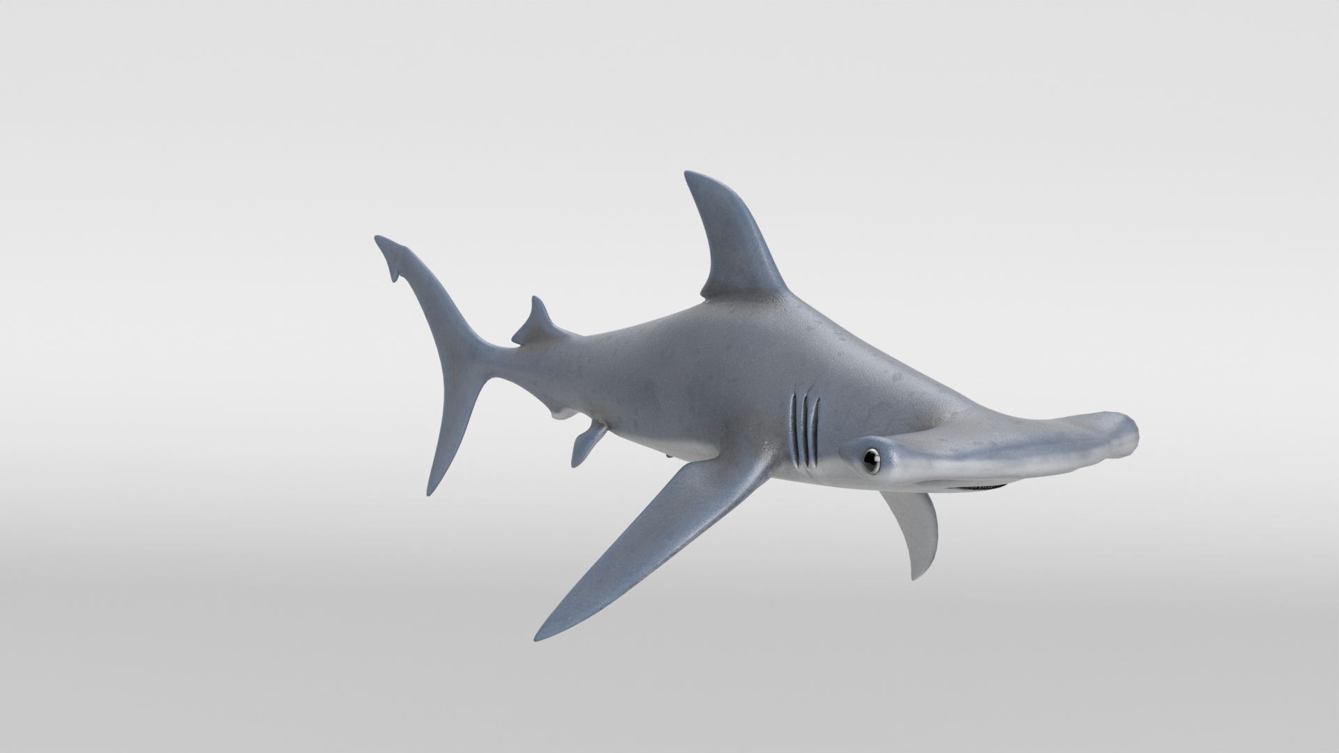 Hammerhead Shark 3D Model - TurboSquid 2230135