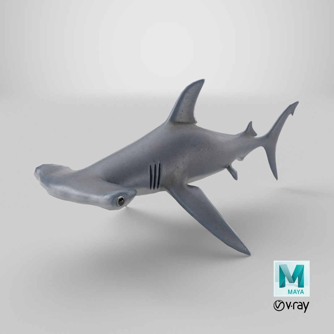 Hammerhead Shark 3D Model - TurboSquid 2230135