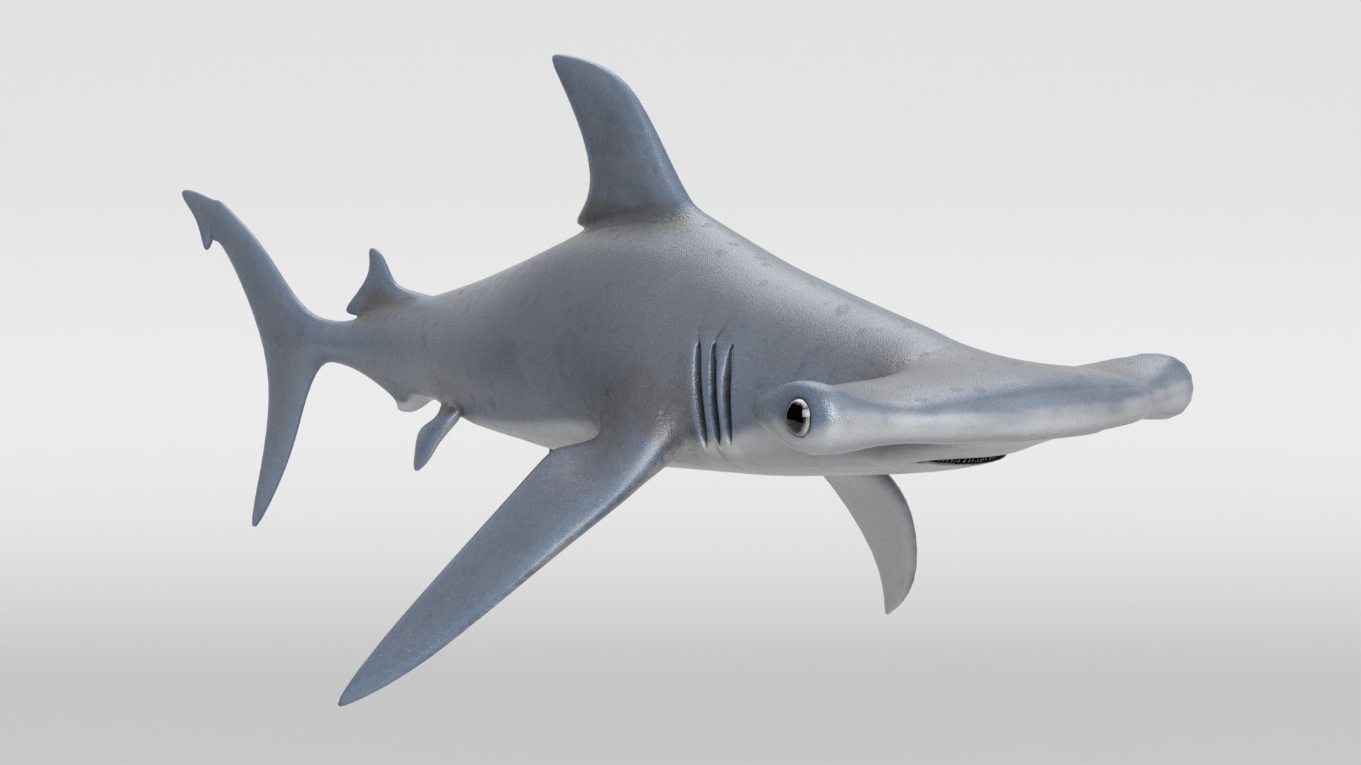 Hammerhead Shark 3D Model - TurboSquid 2230135