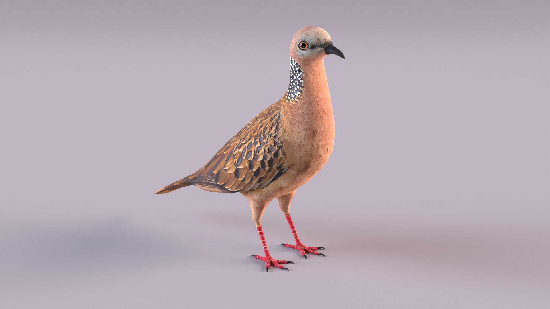 Spotted Dove Model - TurboSquid 1642581