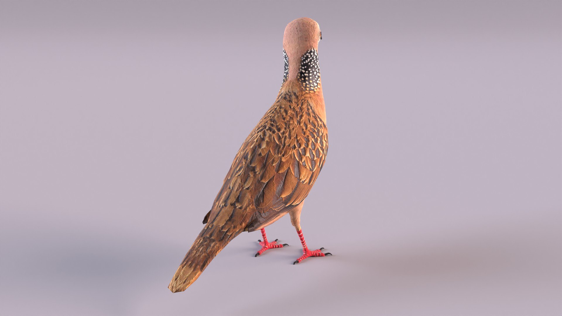 Spotted Dove Model - TurboSquid 1642581