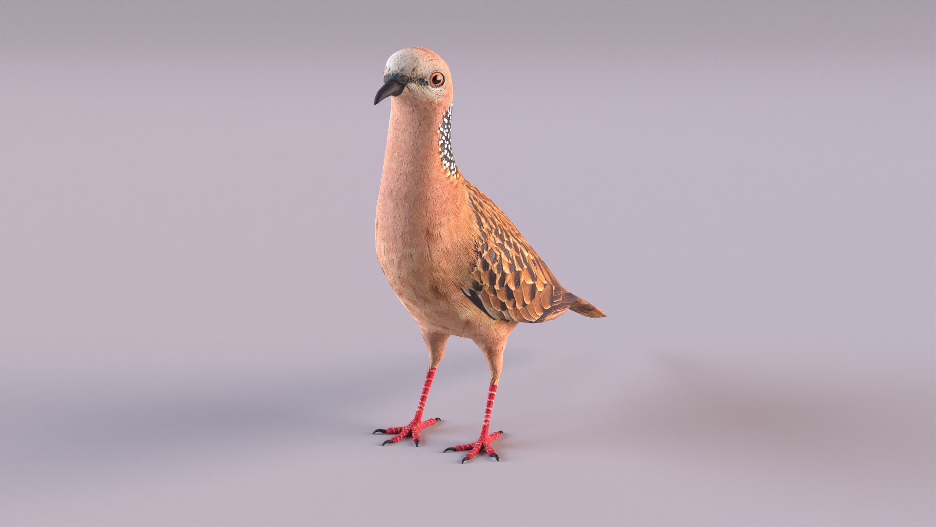 Spotted Dove Model - TurboSquid 1642581