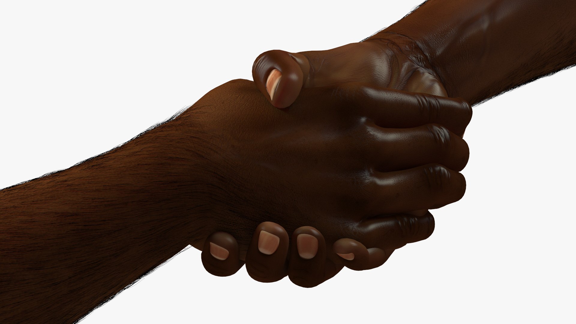 Handshake African Man Hands with Fur Rigged 3D - TurboSquid 2111543