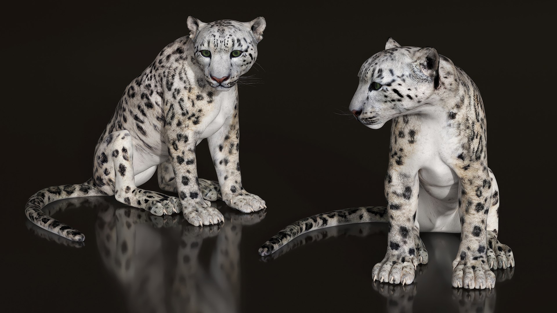 3D Snow Leopard In Sitting Pose - TurboSquid 2335363