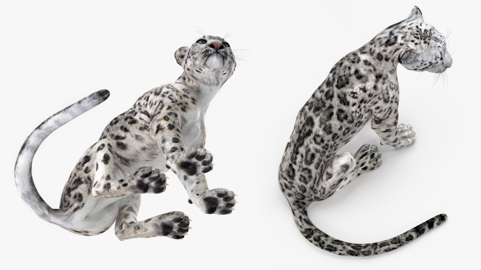 3D Snow Leopard In Sitting Pose - TurboSquid 2335363