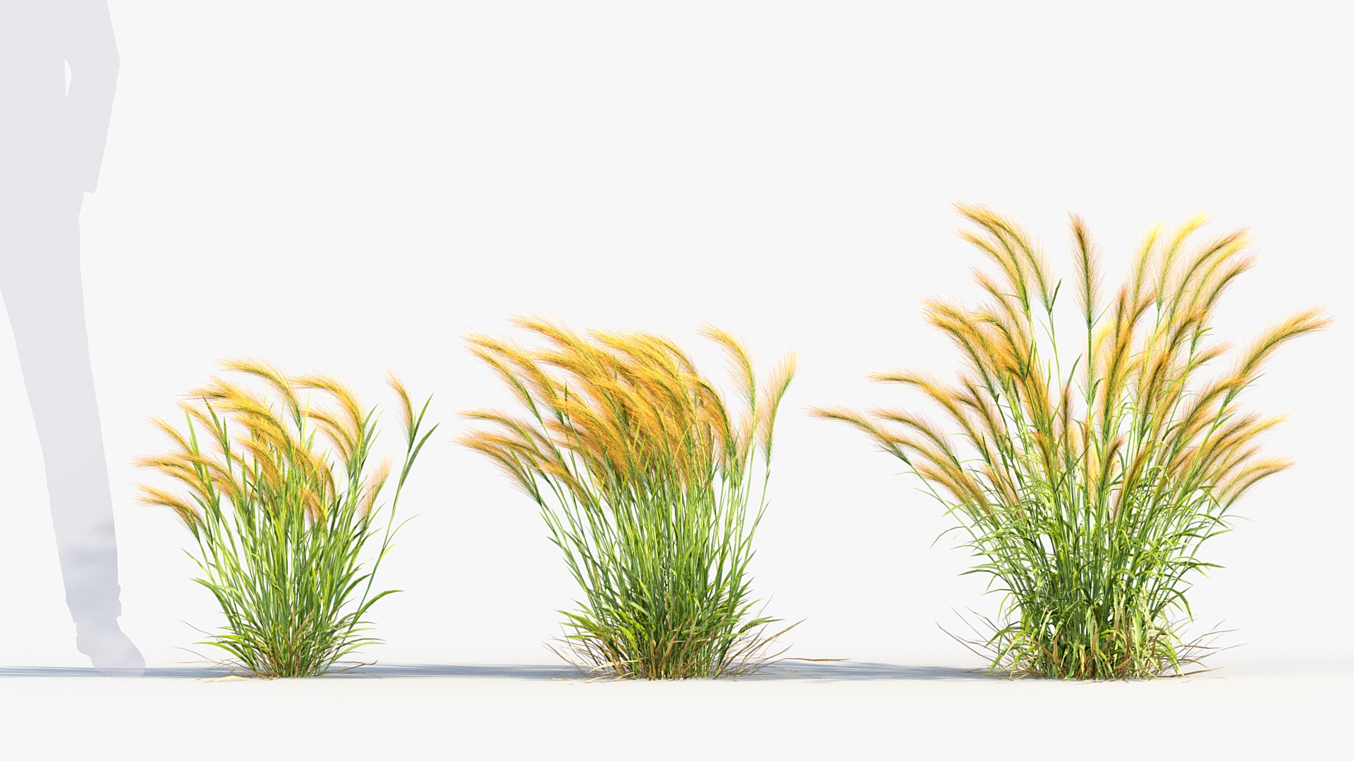3D Hordeum Jubatum Foxtail Barley 3D Model 02 Model - TurboSquid 2058491