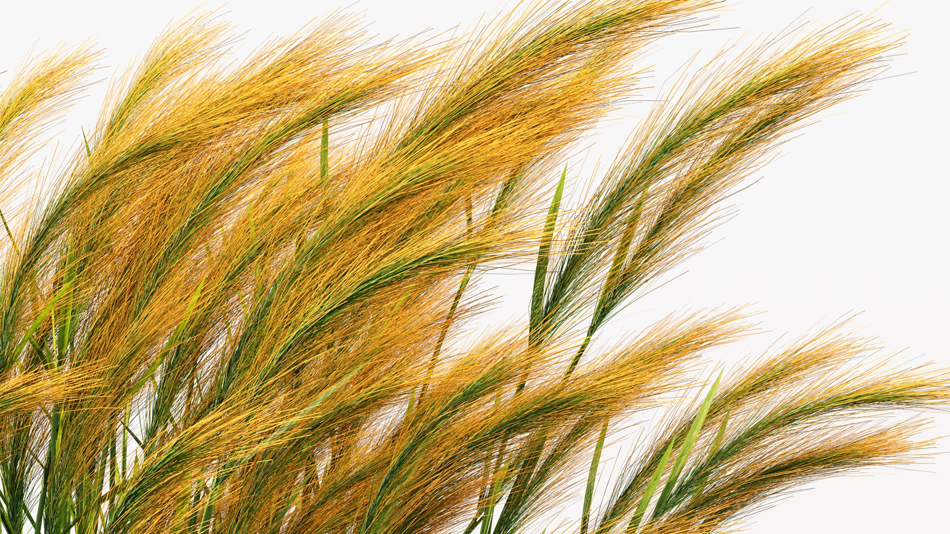 3D Hordeum Jubatum Foxtail Barley 3D Model 02 Model - TurboSquid 2058491